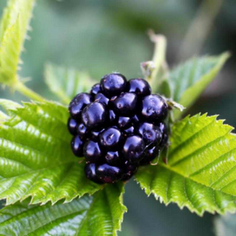 Blackberries – Small in Size, Big in Nutrition – Nutrient Rich